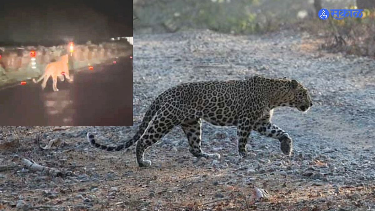 Leopard Viral Video: वीर शिवा काशीद समाधीच्या बाजूला बिबट्याचे दर्शन, पन्हाळ्याजवळील कुटुंबाचा ...